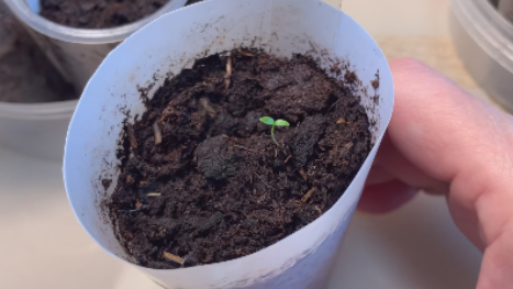 Всходит Сельдерей! Помог кипяток!