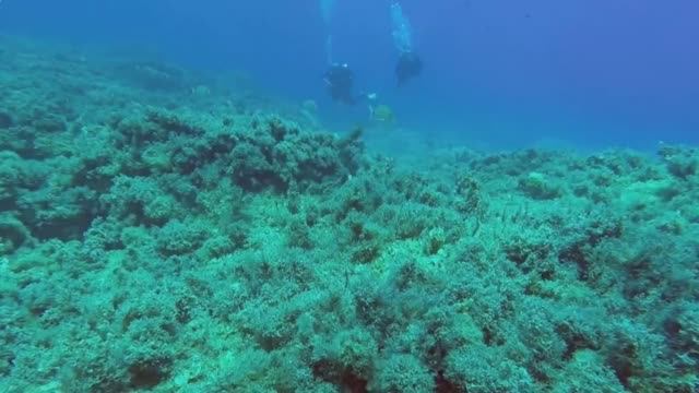 Загадки морских чудовищ