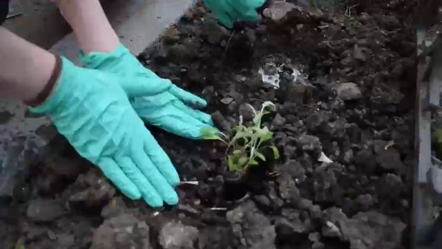 Экостарт: цветочная аллея дружбы