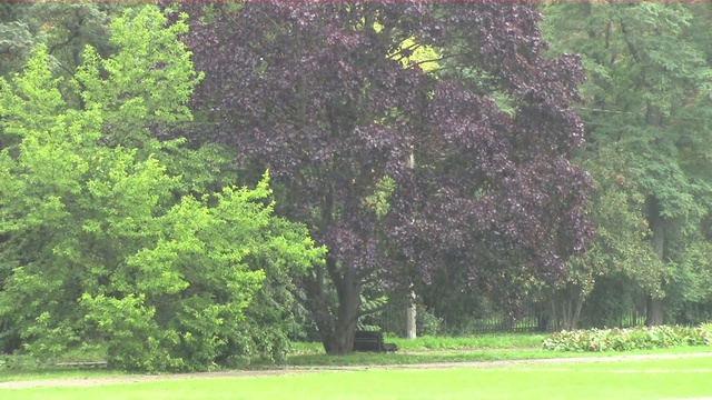 Дождь в Центральном ботаническом саду.