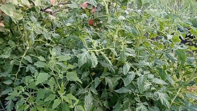 #Огородный_влог //Мои растения в конце июля.