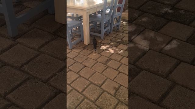 Галка из Простоквашино