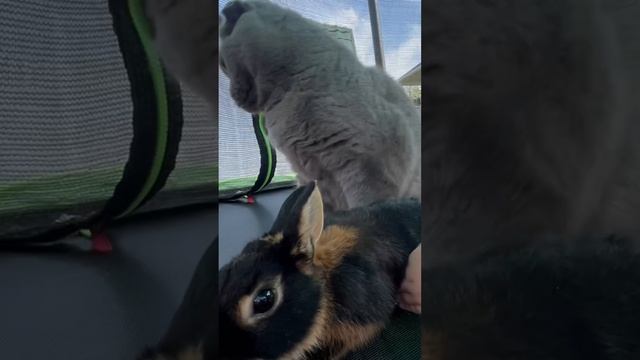 КТО ИЗ НИХ АНГЕЛ?