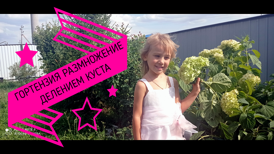 ГОРТЕНЗИЯ. РАЗМНОЖЕНИЕ ДЕЛЕНИЕМ КУСТА #гортензия#гортензияразмножение#делениекуста#сад#пересадкагорт