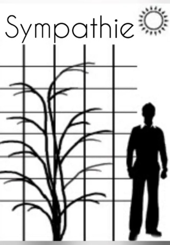 Роза Симпатия "Sympathie"