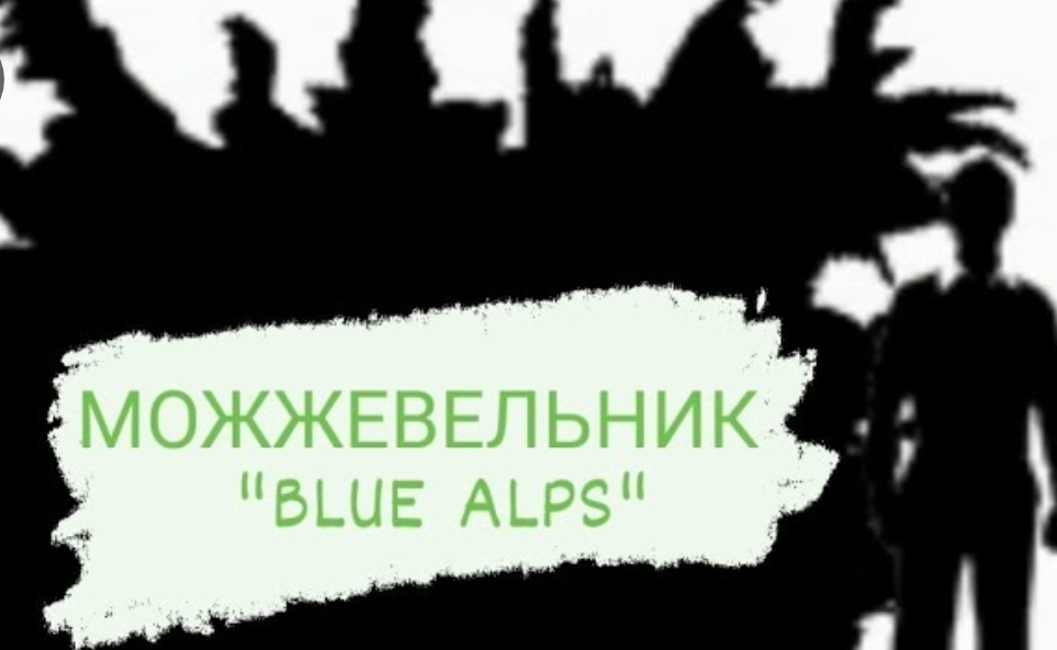 Можжевельник китайский Блю Альпс "Blue Alps"