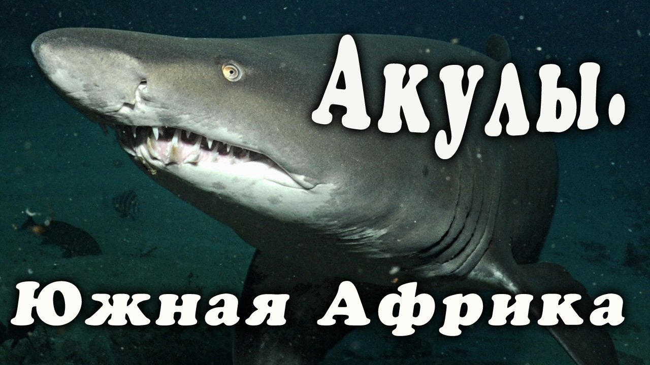 Акулы. Южная Африка. Дайвинг2022г.