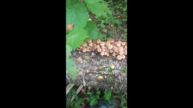 Мы сходили по опята