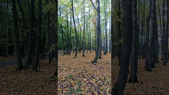 #рузаевка #мордовия  #парк #осень