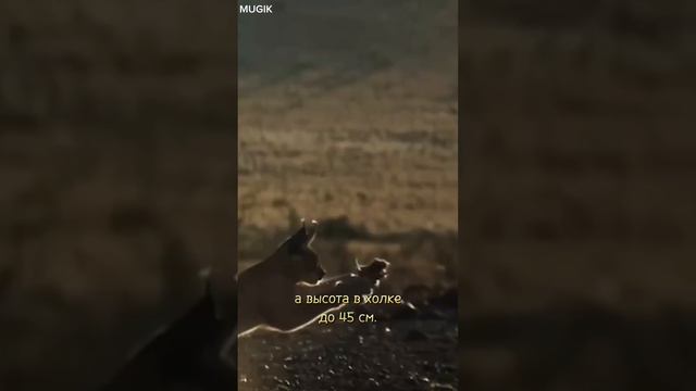 Высокий и стройный хищник. Знаете ли вы? Природа #39