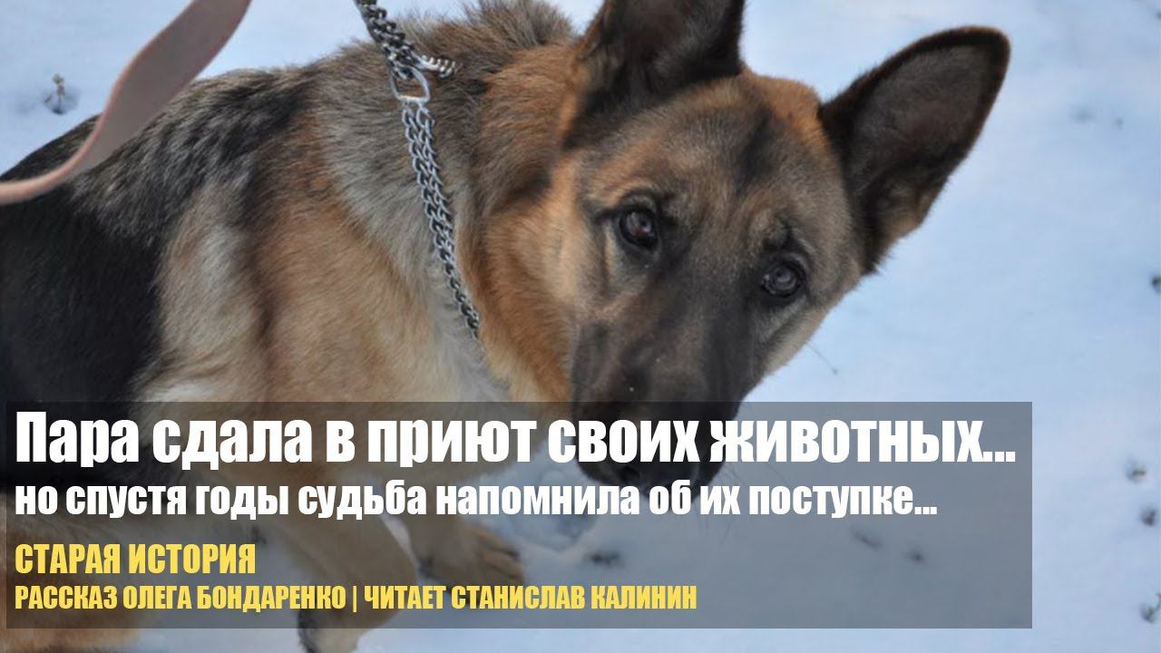 Семейная пара сдала в приют своих животных после рождения ребенка. Но спустя годы им это аукнулось