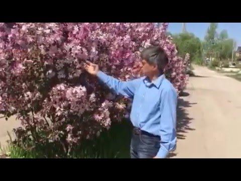 Декоративная яблоня