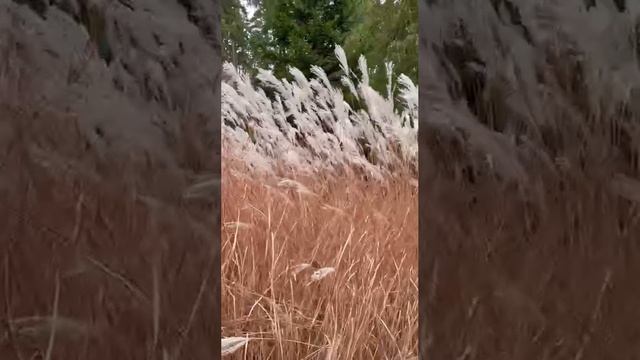 Ландшафтный дизайн Мискантус. Бюро "Авторские сады"