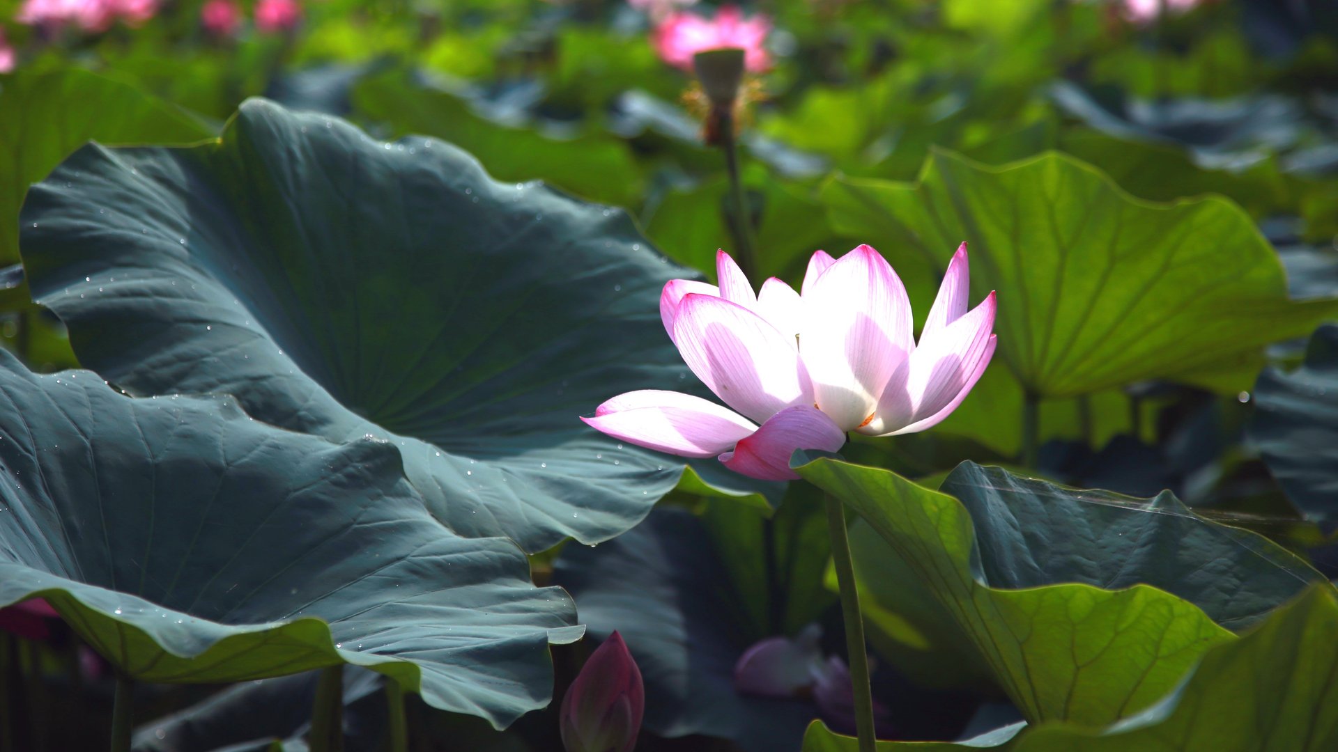 Экхарт Толле - 41. Развитие в сторону свободы, озвучивает Nikosho.mp4