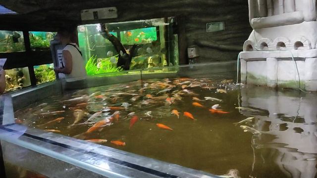 Аквариум в Алуште ч.2