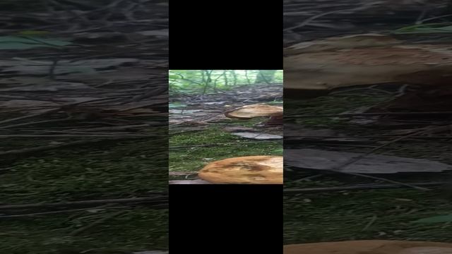 ❗Вот такие находки 11.07.2023 г. Курская область❗ #грибы #funny #shorts #тихаяохота #shortvideo