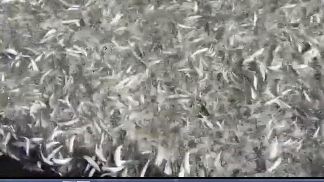 Рыбалка на корюшку зубатку на ловушку, Николаевск- на -Амуре . промысловики..mp4