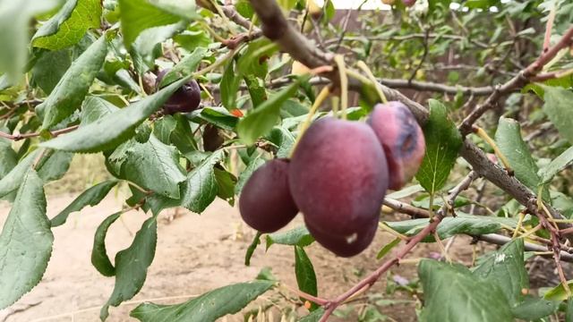 Зрелая слива