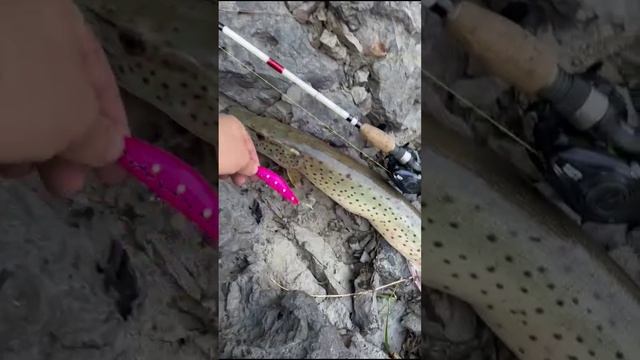 Ловля щуки на воблер 80 мм (13 гр) от Mr. Musurok