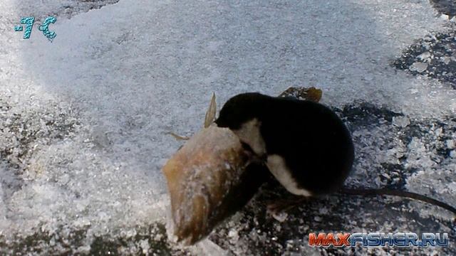 Маленький обжора.