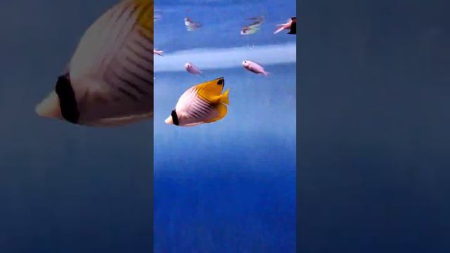 Милые моменты жизни рыб. Александра Миркушова