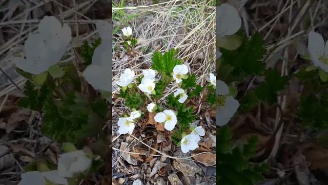 Красивое видео👍🌻