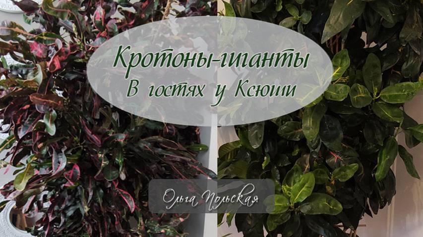 15-летние Кротоны из черенков. В гостях у Ксюши. Хроника,  ноябрь 2022