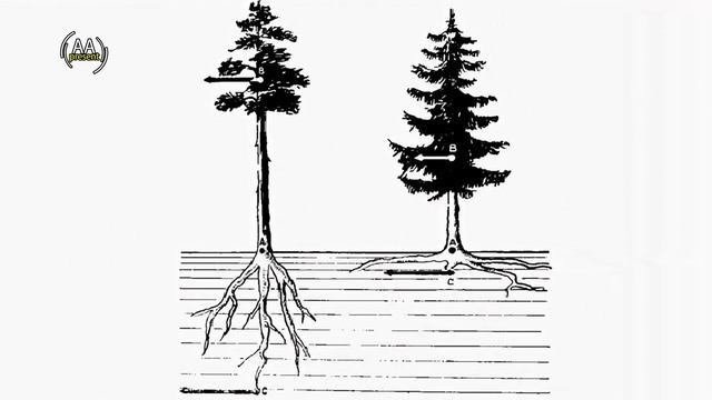 Сажая. Мечтая и веря