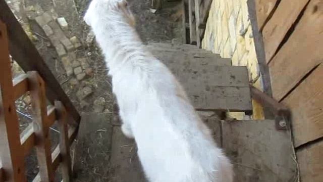 как скалалазка Розя лазеет на чердак по лестнице