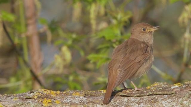 33. Пение соловья