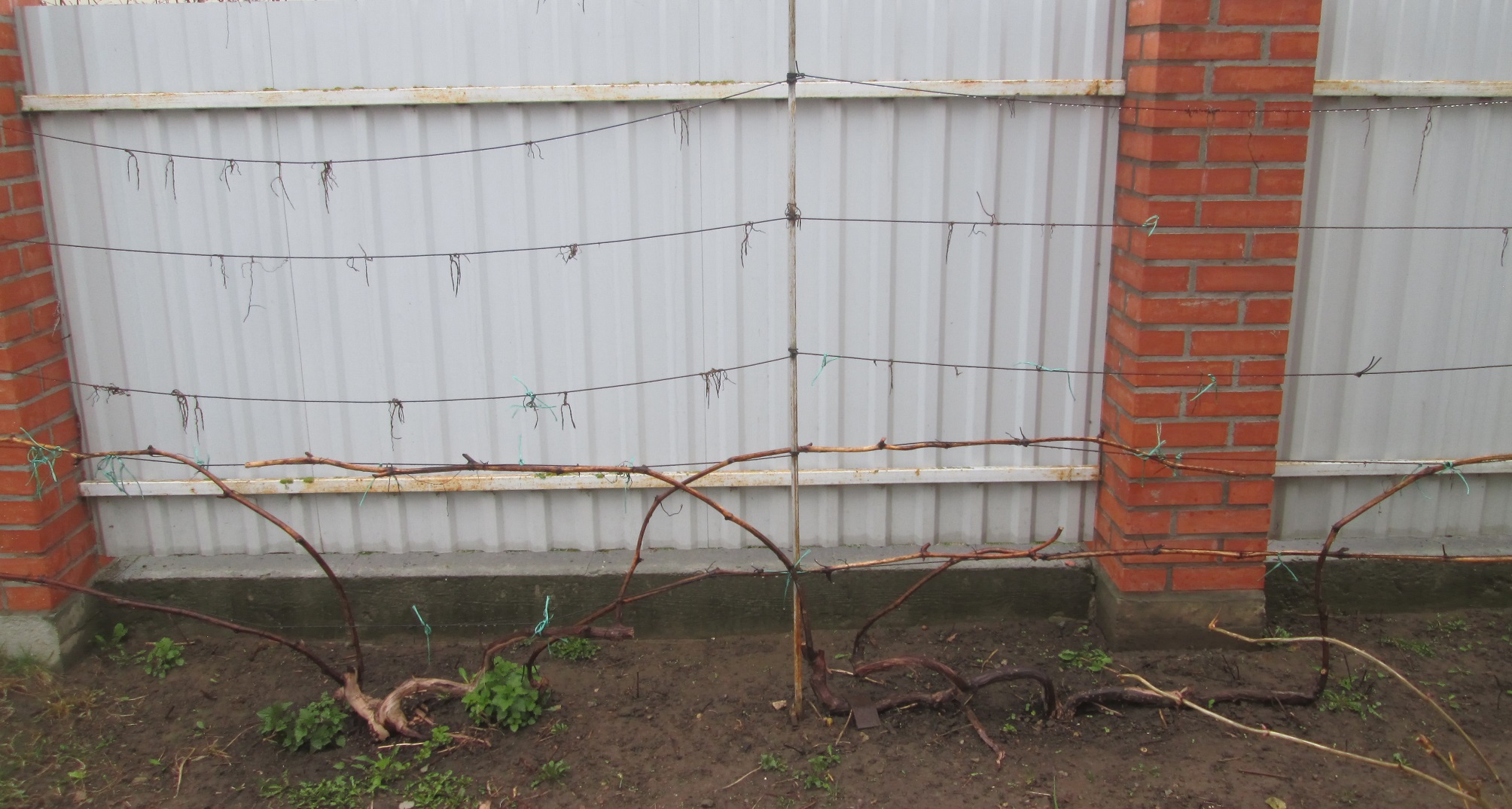 Виноград в апреле