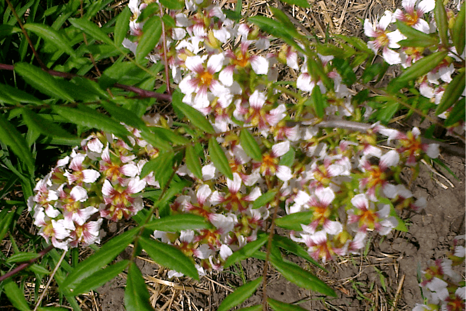 Ксантоцерас, чекалкин орех. Плоды, зимовка (Xanthoceras)