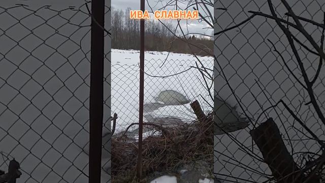 Весна вступает в свои права (30.03.2024)