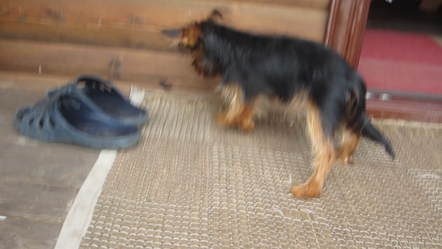 Люлюська и большой жук