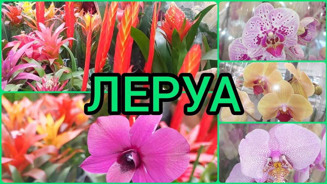 7.06.23 #ЛеруаМерлен ? #новые #цветы ? #орхидеи ? #суккуленты #филодендрон и др #растения #Липецк