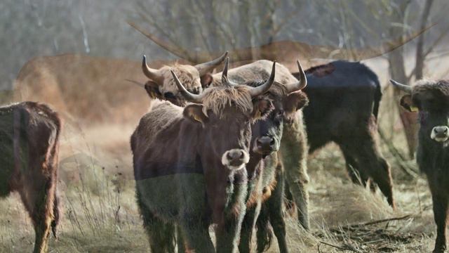 Тур (Европейский дикий бык)