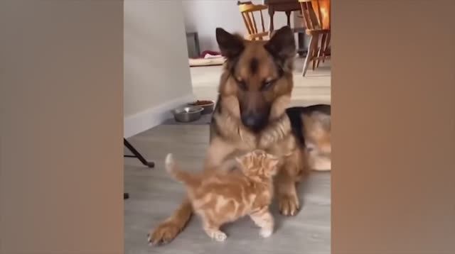 Приколы с котами и собаками #43