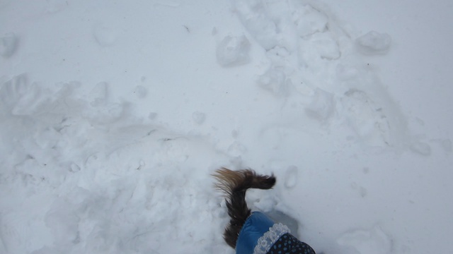 йорк на прогулке 1.04.2014г