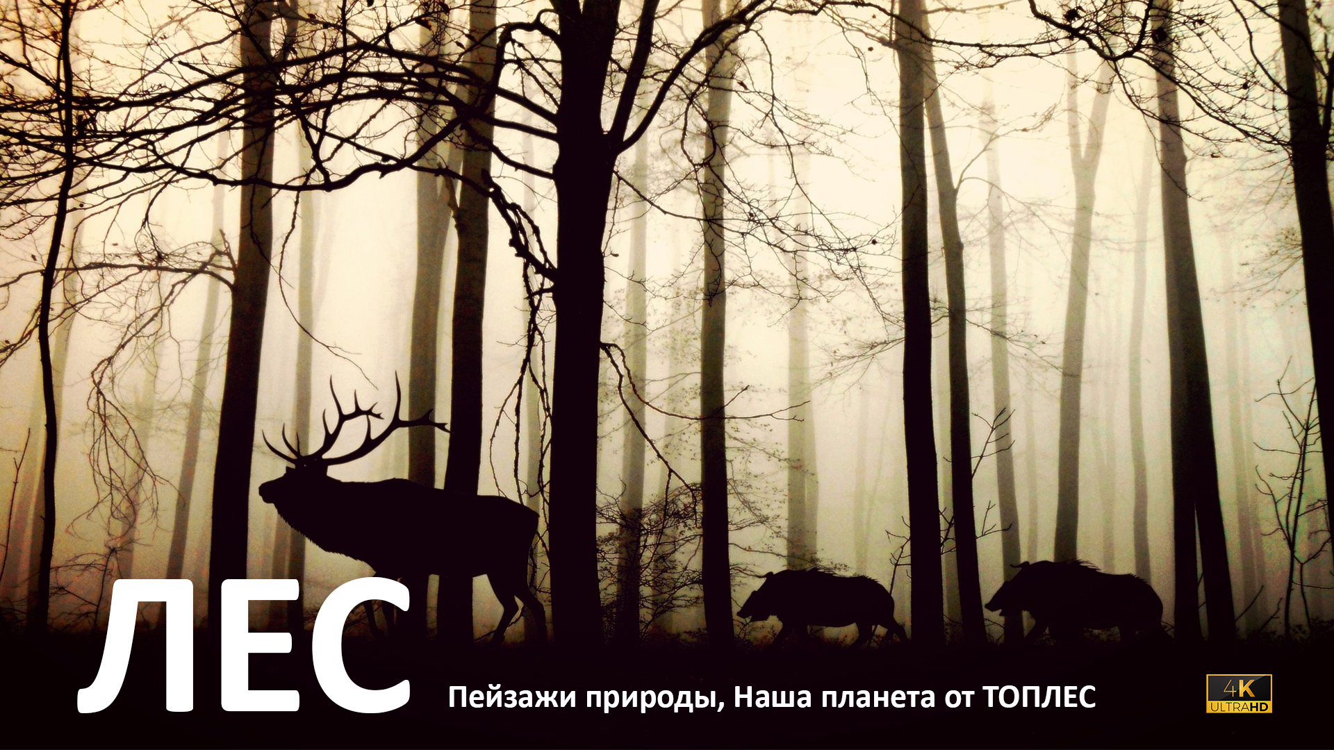 Природа Лес Пейзажи природы, Наша планета от ТОПЛЕС