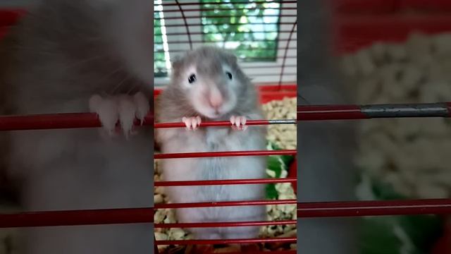 Побег из детского сада