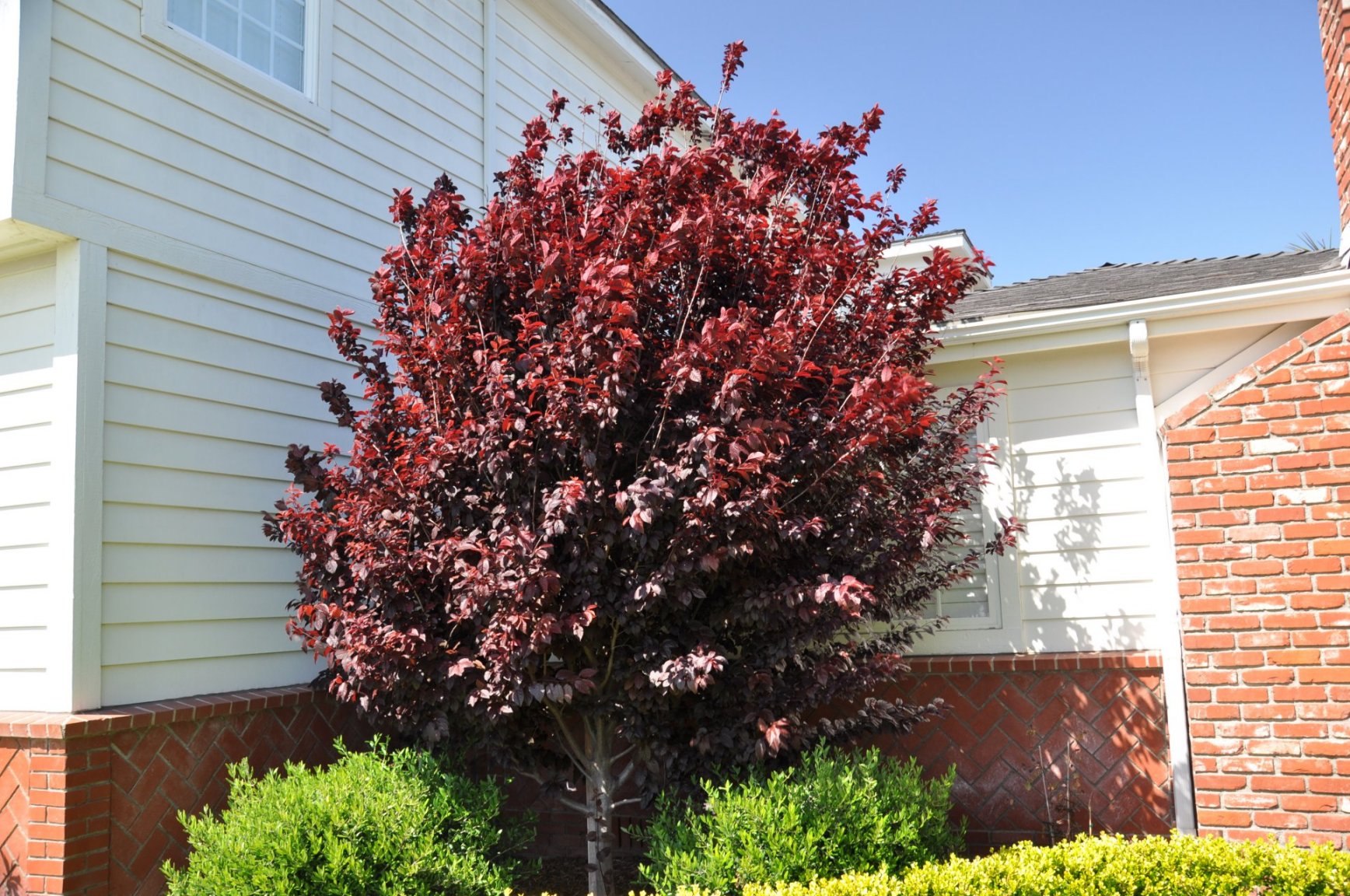 Краснолистовая черёмуха в Сибири.mp4