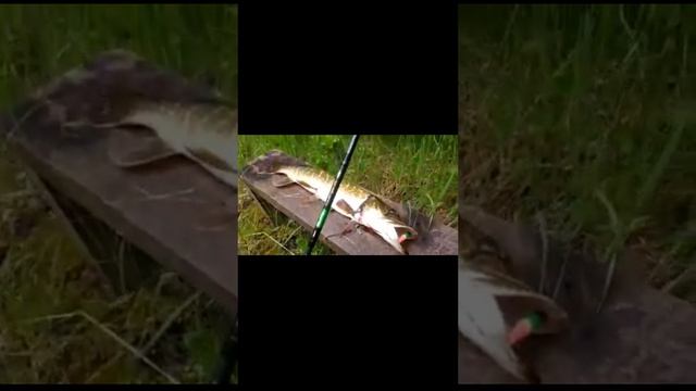 Ловля щуки на воблер 55 мм (6,2 гр) от Mr. Musurok #shorts