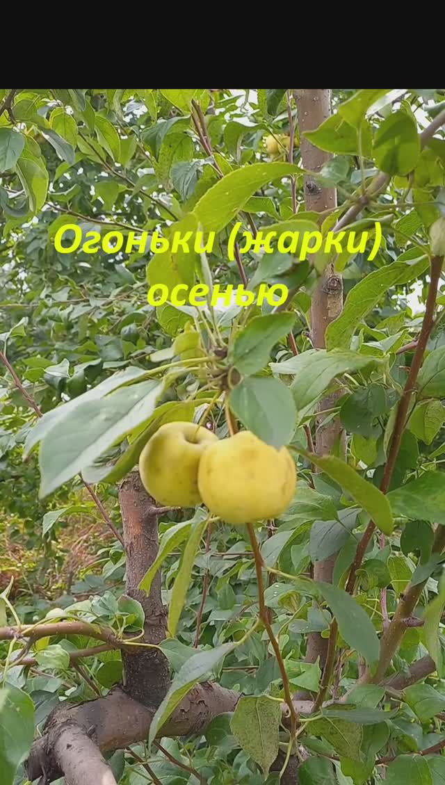 Огоньки (жарки) осенью