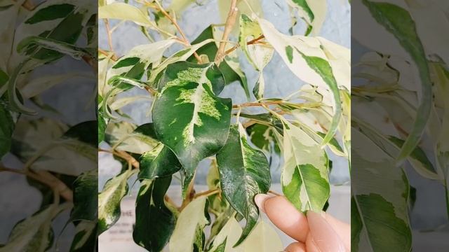 Насколько большим растёт #Фикус ? #формирование Фикуса Бенджамина Кёрли? #растения #цветы #shorts