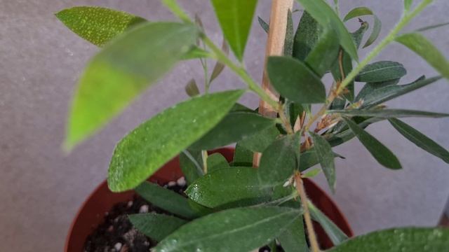 Каллистемон 4