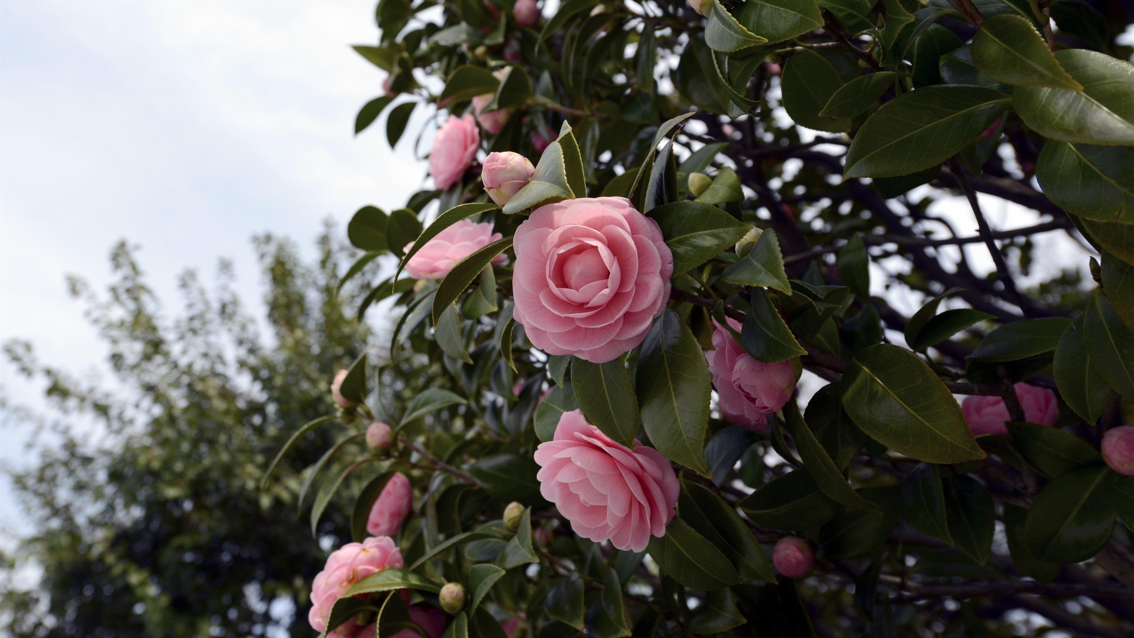Музыка для релаксации. Красивая спокойная музыка. Прекрасные цветы.