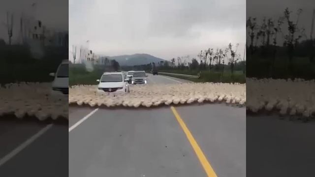 В плену у пернатых ?