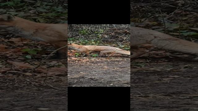 Алиса с малышом