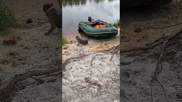 🤗 Багира снова на рыбалке ! 😊👍#рыбалка #fishing