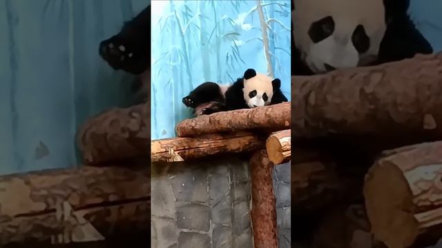 #зарядкадляпанды